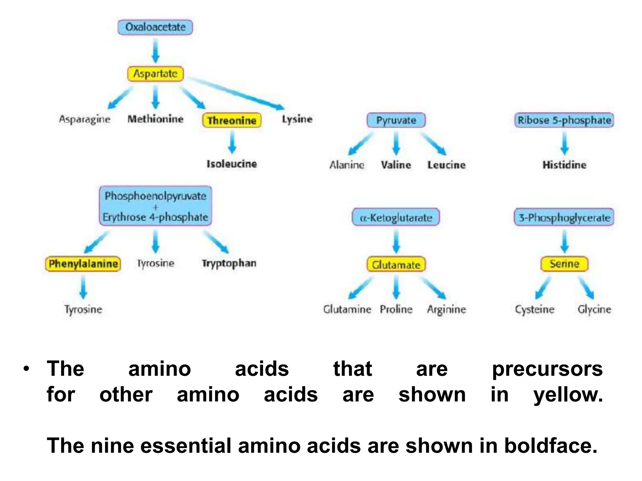 Bbbbbbbbbiosynthesis Of Amino Acidspptx