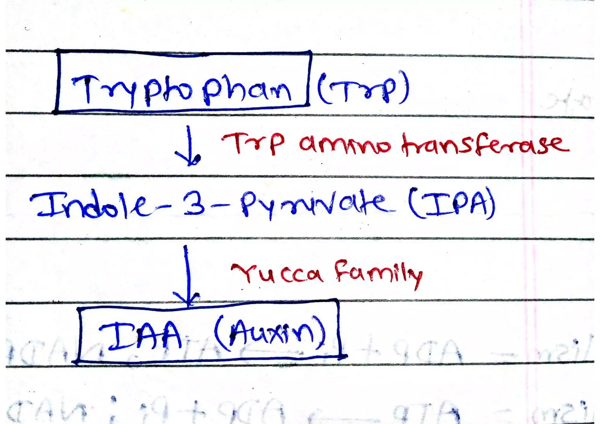 Biosynthesis of Auxin (Indole Acetic Acid) | PDF