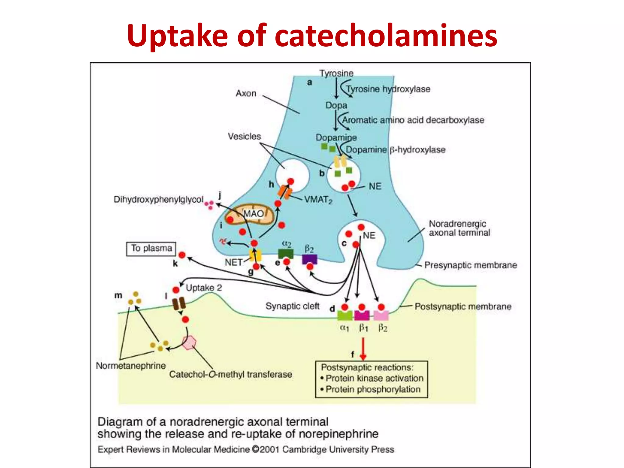 Biosynthesis of catecholamines | PPTX