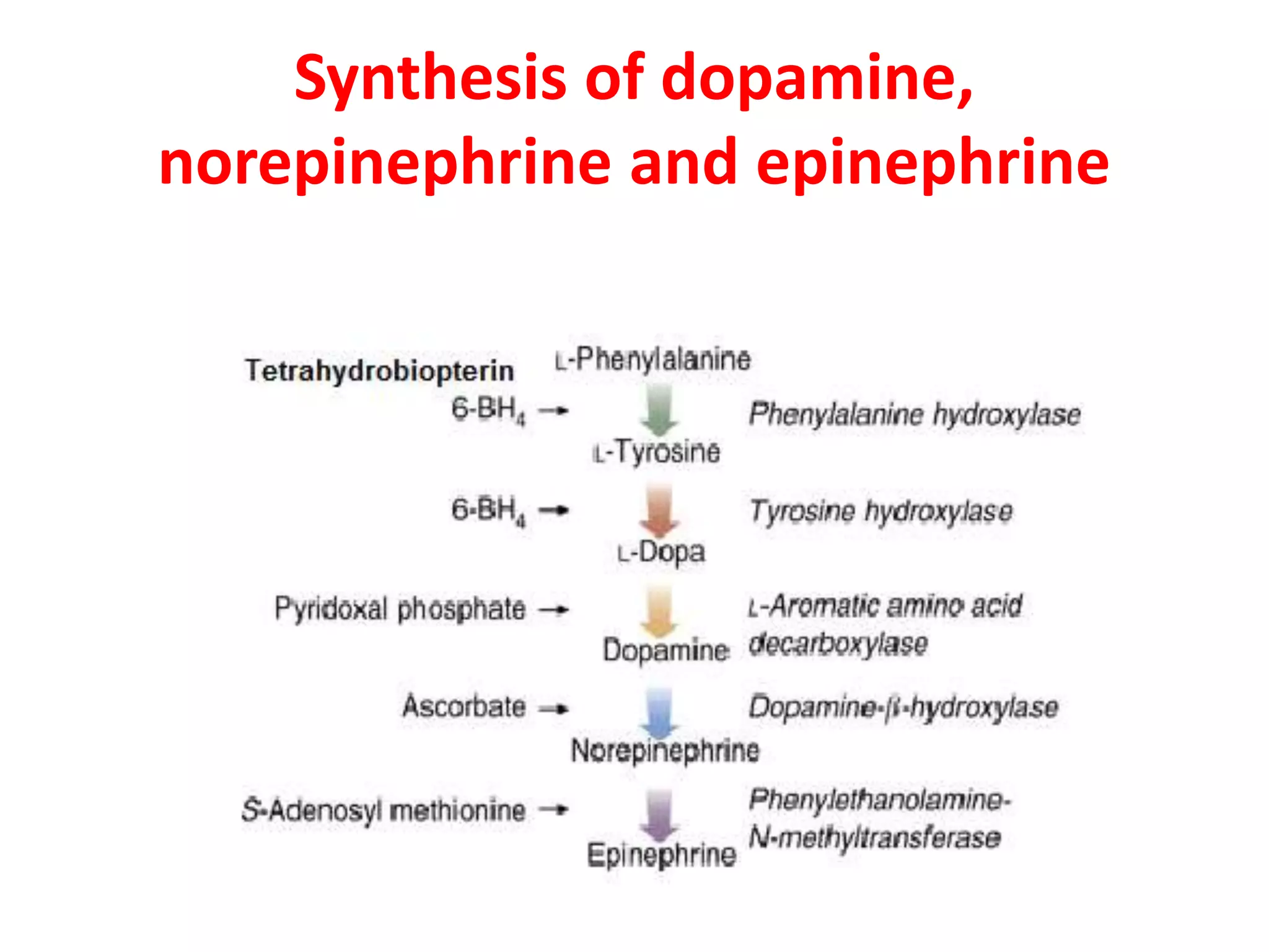 Biosynthesis of catecholamines | PPTX
