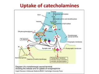 Biosynthesis of catecholamines | PPTX