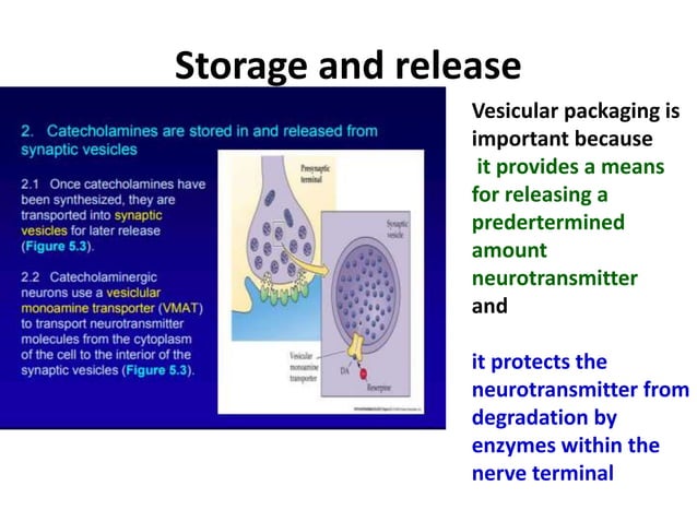 Biosynthesis of catecholamines | PPTX