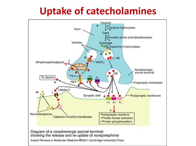 Biosynthesis of catecholamines | PPT