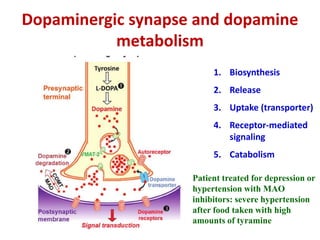 Dopamine Synthesis And Degradation
