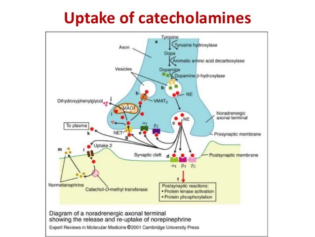 Biosynthesis of catecholamines