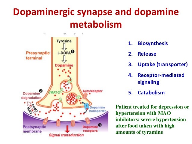 Biosynthesis of catecholamines