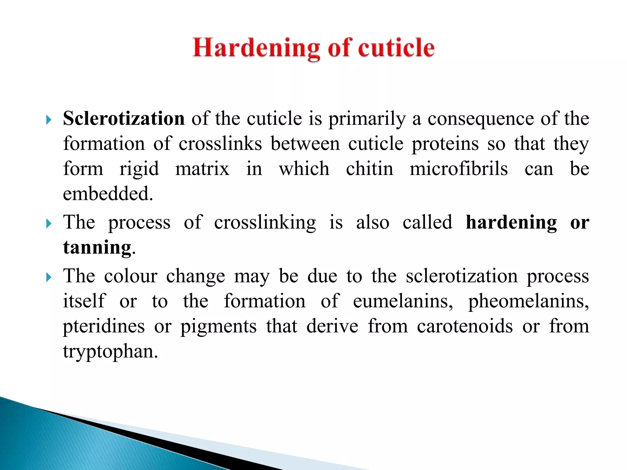 Biosynthesis of Chitin | PPTX