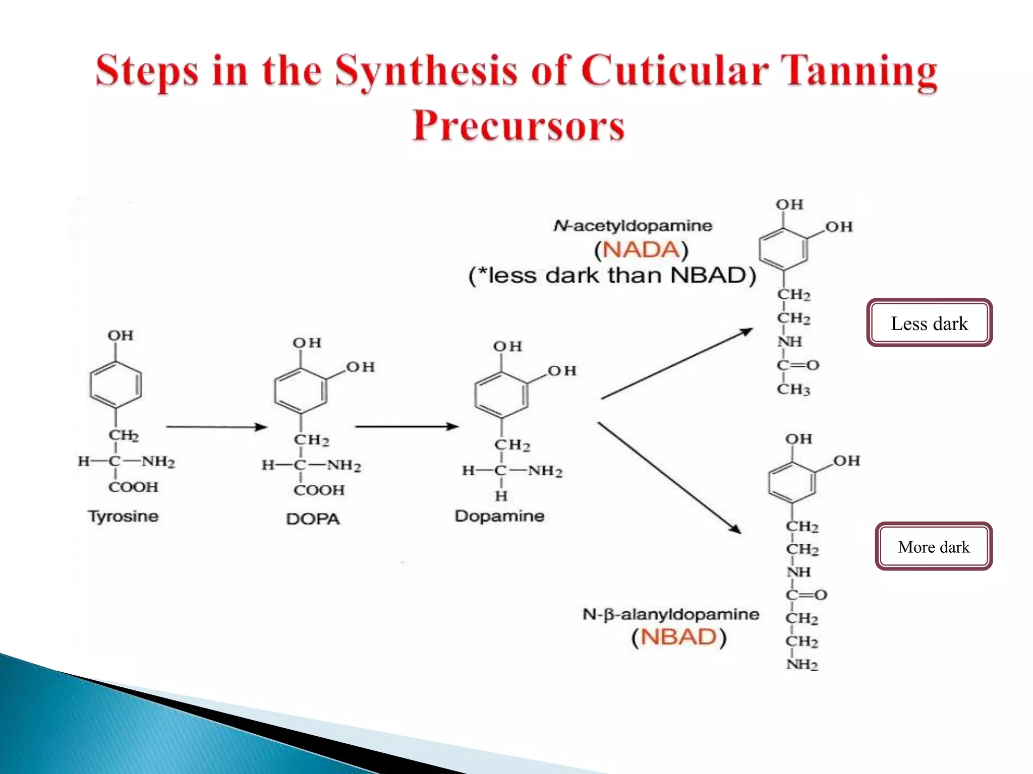 Biosynthesis of Chitin | PPTX