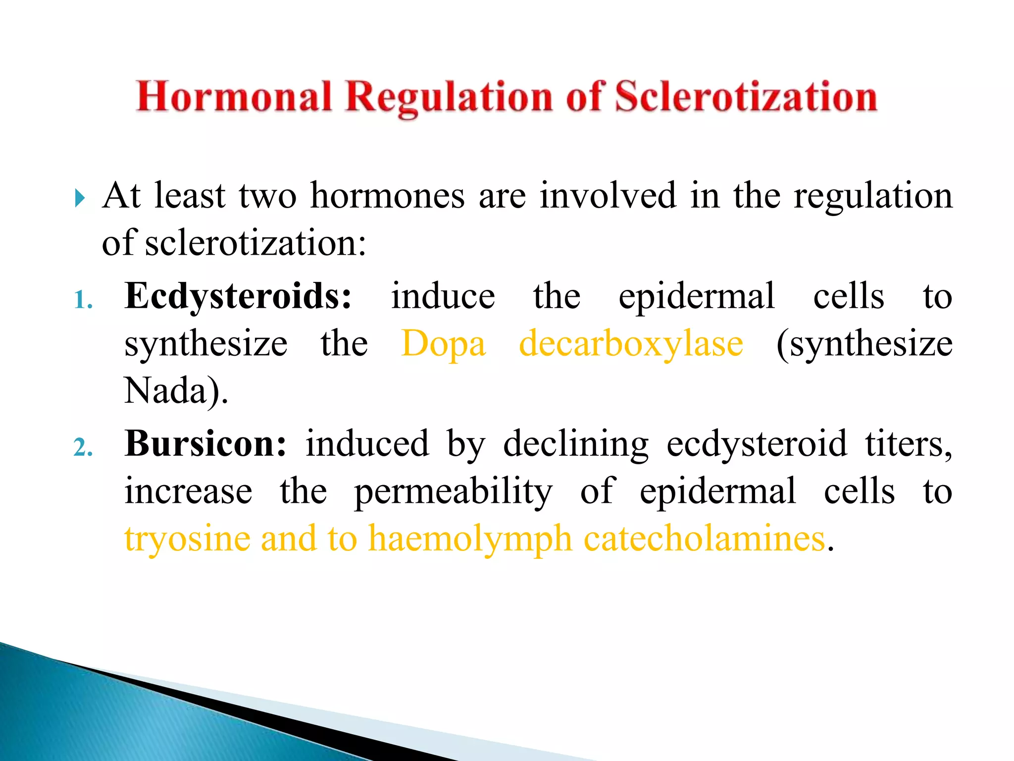 Biosynthesis of Chitin | PPTX