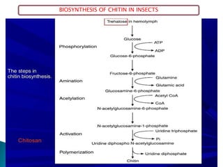 Biosynthesis of Chitin | PPTX