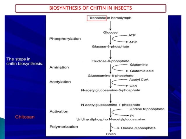 Biosynthesis of Chitin | PPTX