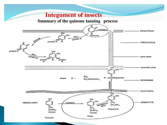Biosynthesis of Chitin | PPTX