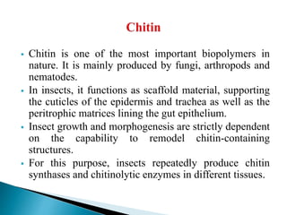 Biosynthesis of Chitin | PPTX