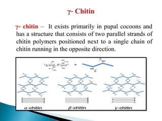 Biosynthesis of Chitin | PPTX