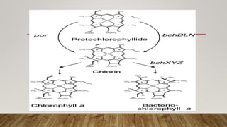 biosynthesis of chlorophyll.pptx