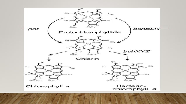 biosynthesis of chlorophyll.pptx