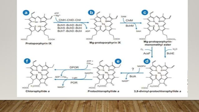 biosynthesis of chlorophyll.pptx