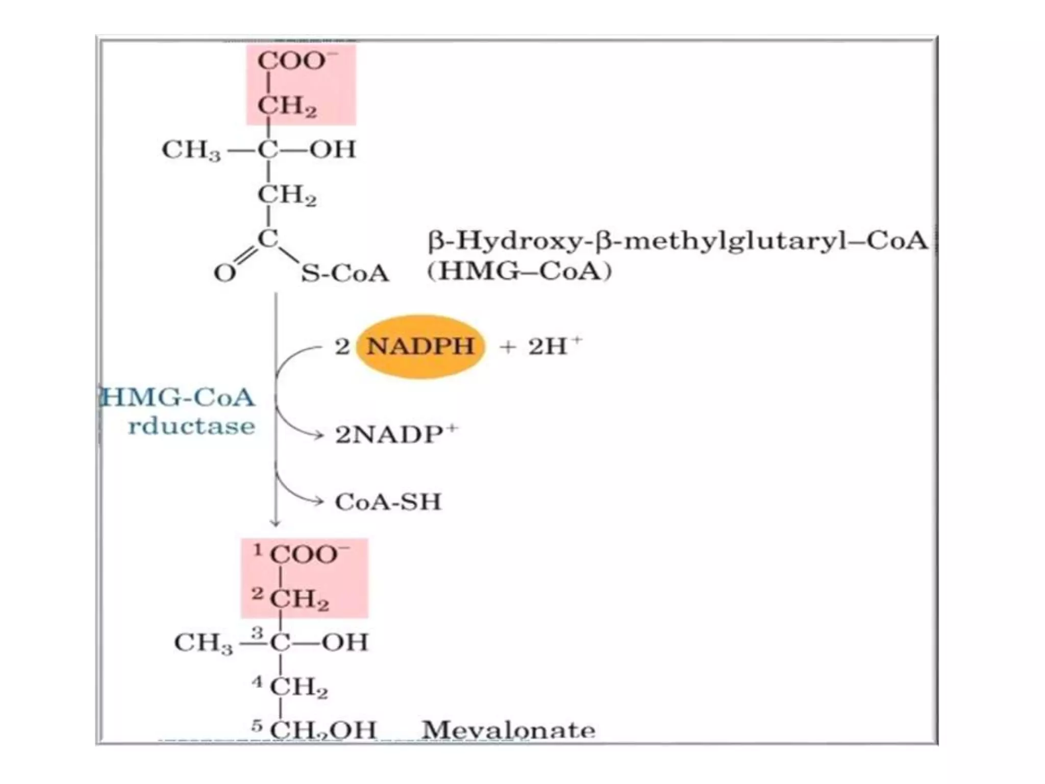 BIOSYNTHESIS OF CHOLESTEROL | PPTX
