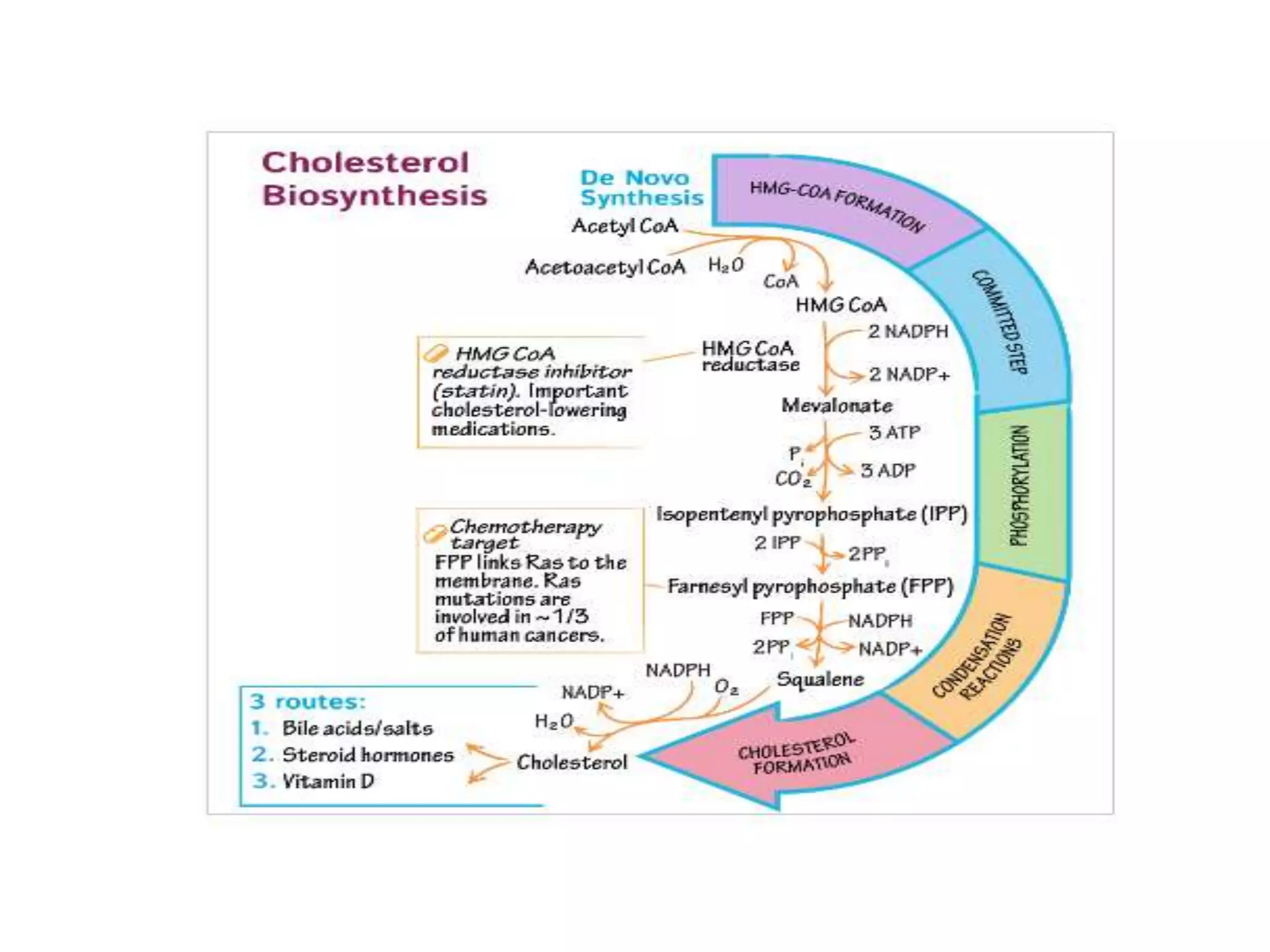 BIOSYNTHESIS OF CHOLESTEROL | PPTX