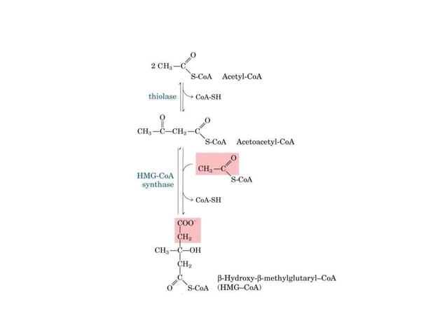BIOSYNTHESIS OF CHOLESTEROL | PPTX | Chemistry | Science