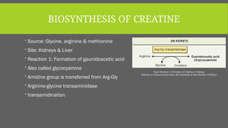 Biosynthesis of Creatine - For B.Sc. Medical Laboratory Technology | PPTX