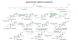 Biosynthesis of digitalis glycosides | PDF