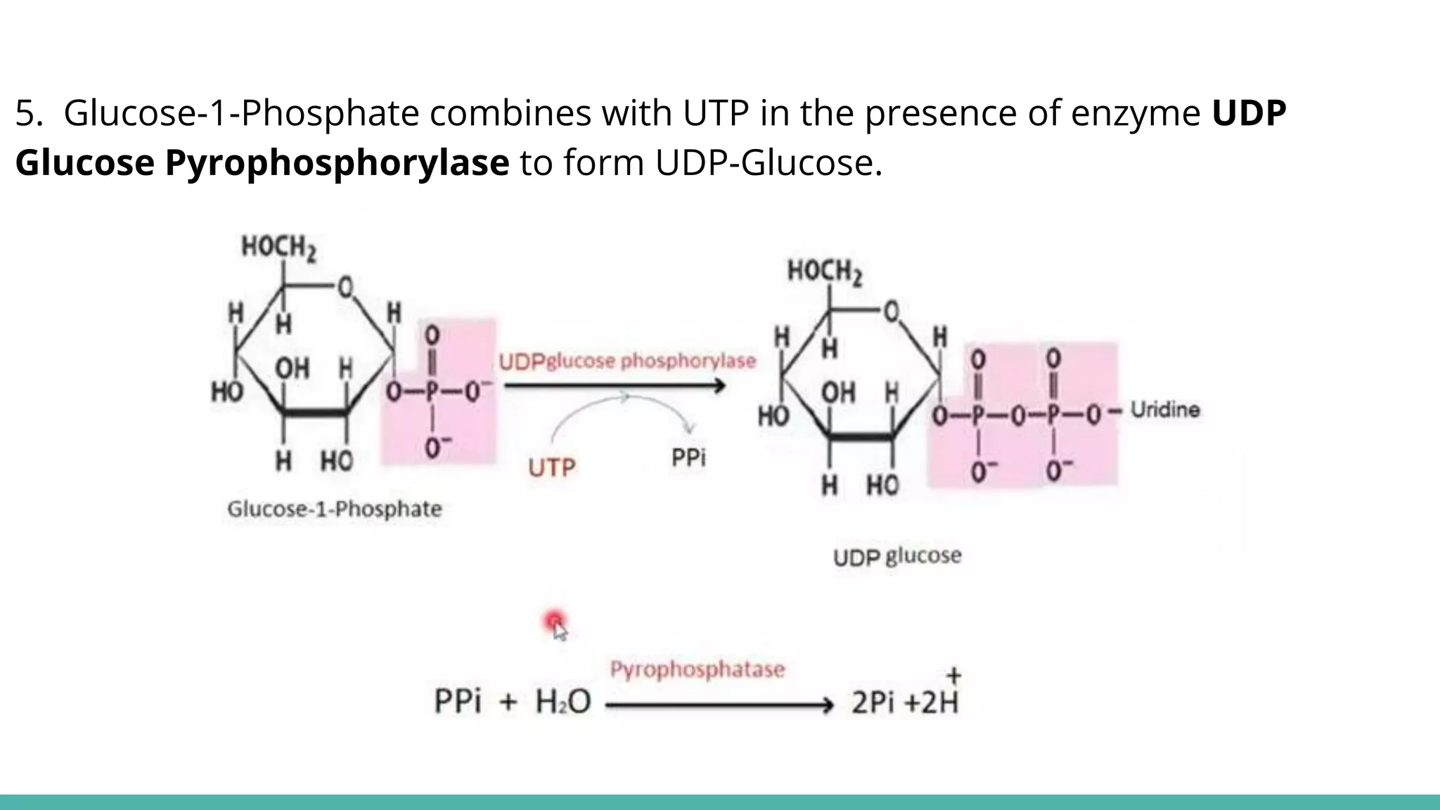 Biosynthesis of disaccharides (kailash) | PPTX