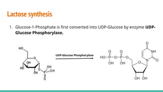 Biosynthesis of disaccharides (kailash) | PPTX