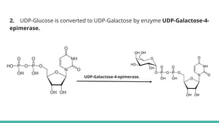 Biosynthesis of disaccharides (kailash) | PPTX