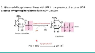 Biosynthesis of disaccharides (kailash) | PPTX