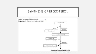 Biosynthesis of ergosterol | PPTX
