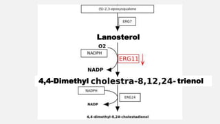 Biosynthesis of ergosterol | PPTX