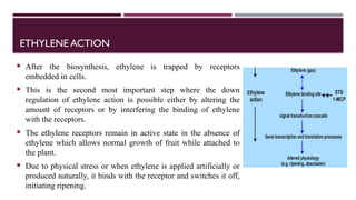 Biosynthesis of ethylene and its regulation .pptx