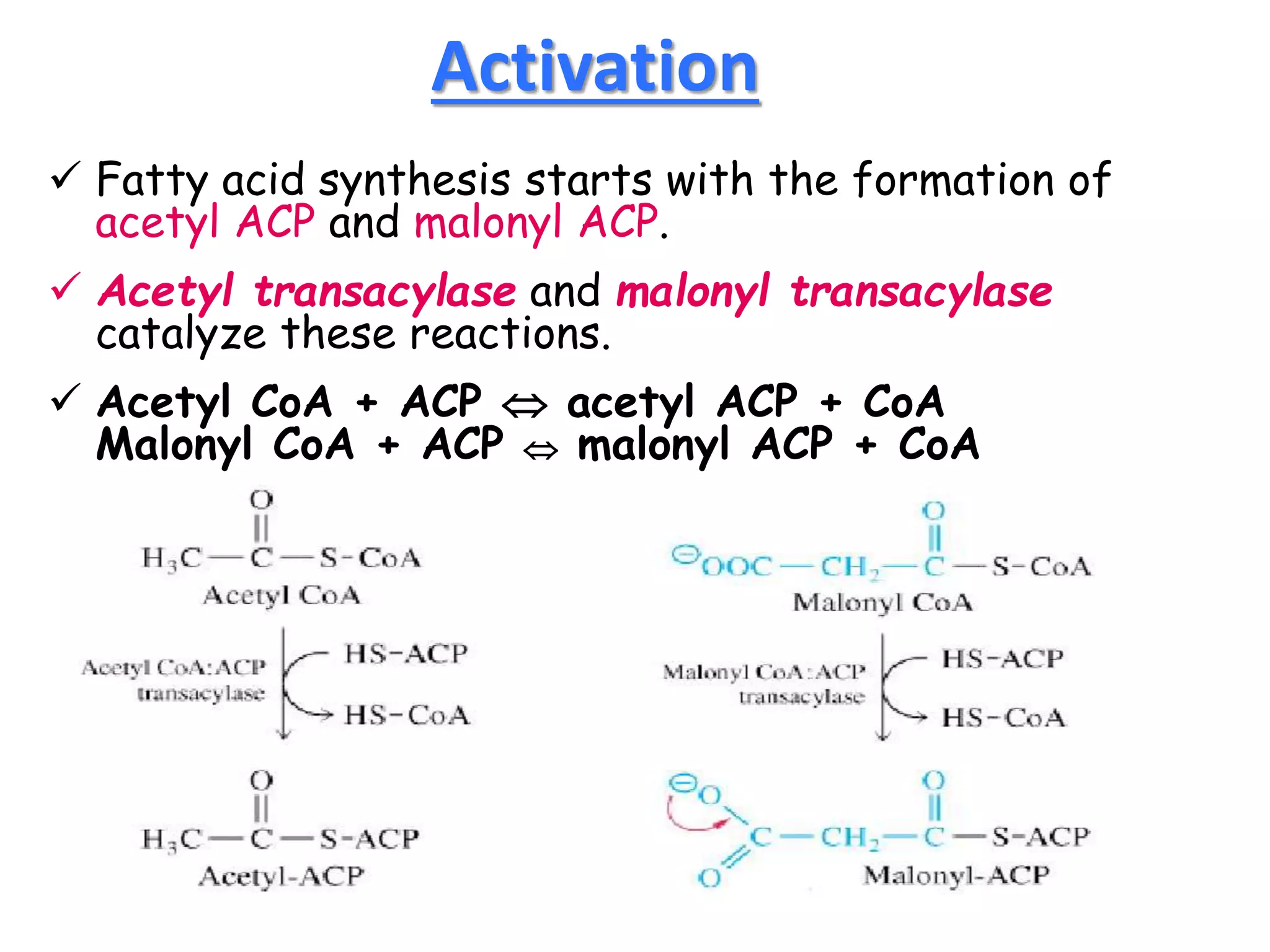 Biosynthesis of fatty acid | PPTX
