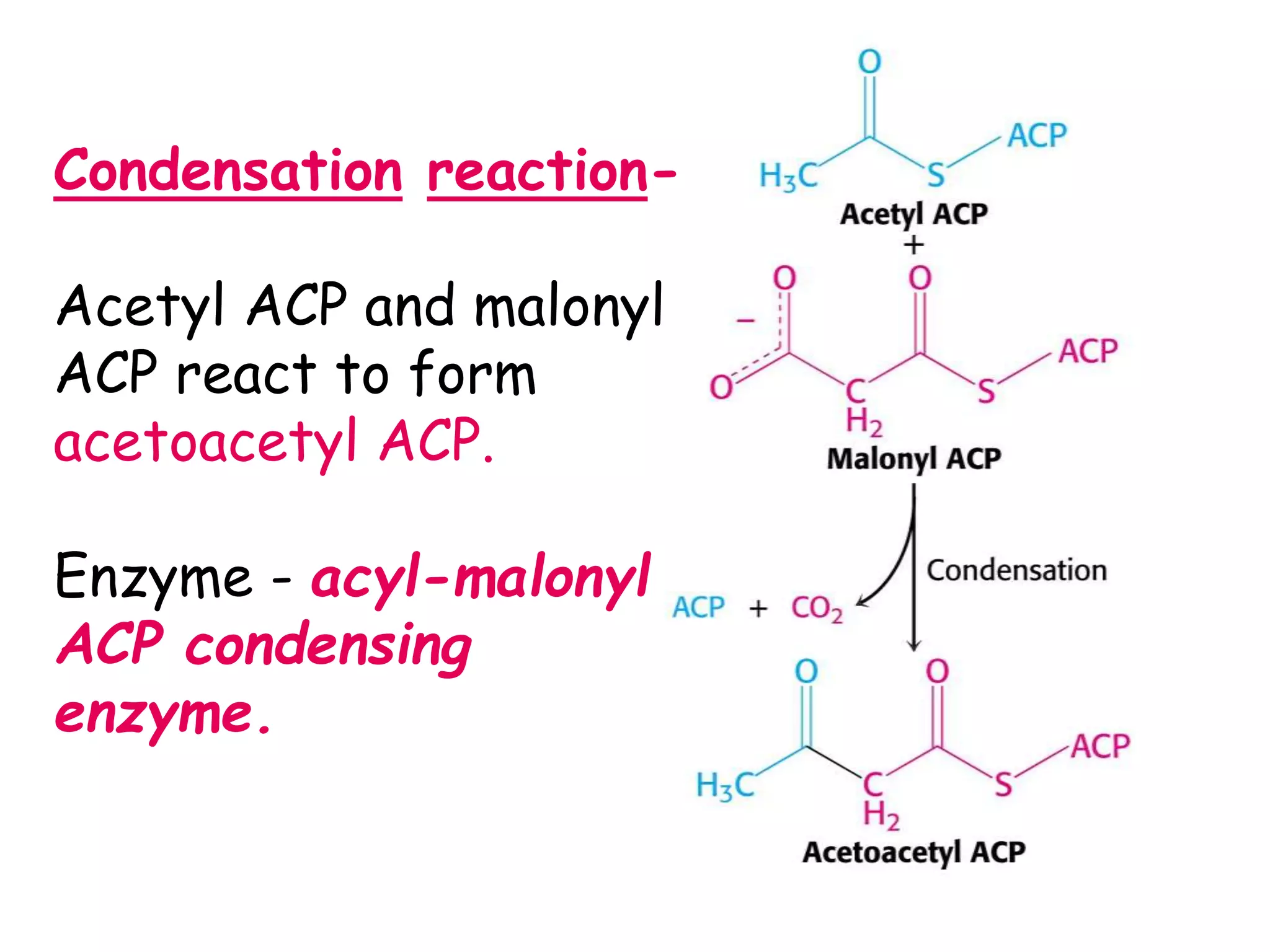 Biosynthesis of fatty acid | PPTX