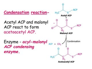 Biosynthesis of fatty acid | PPTX | Chemistry | Science