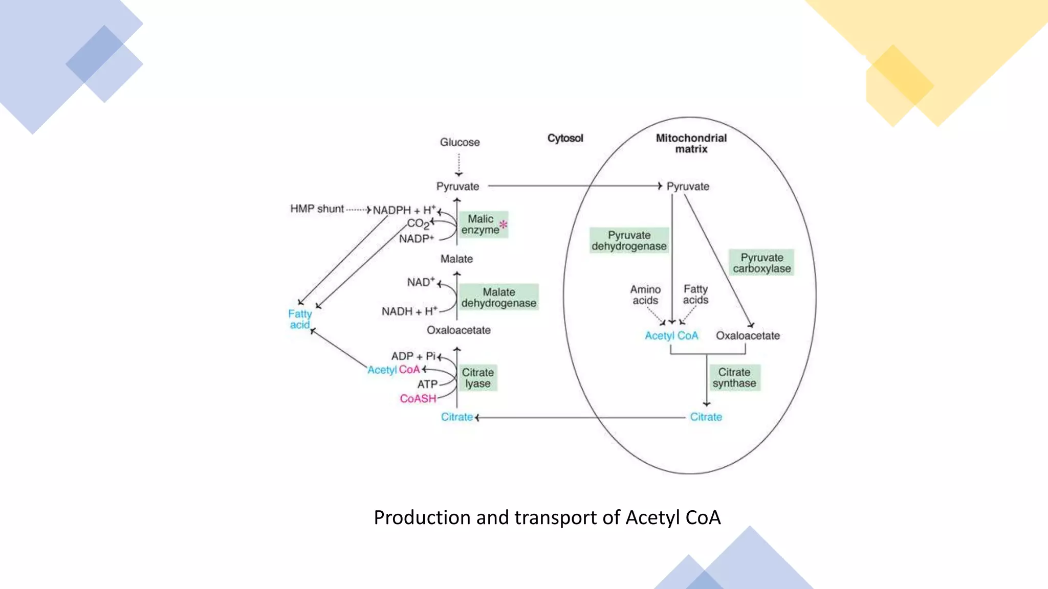 Biosynthesis of fatty acid | PPTX