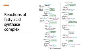 Biosynthesis of fatty acid | PPTX