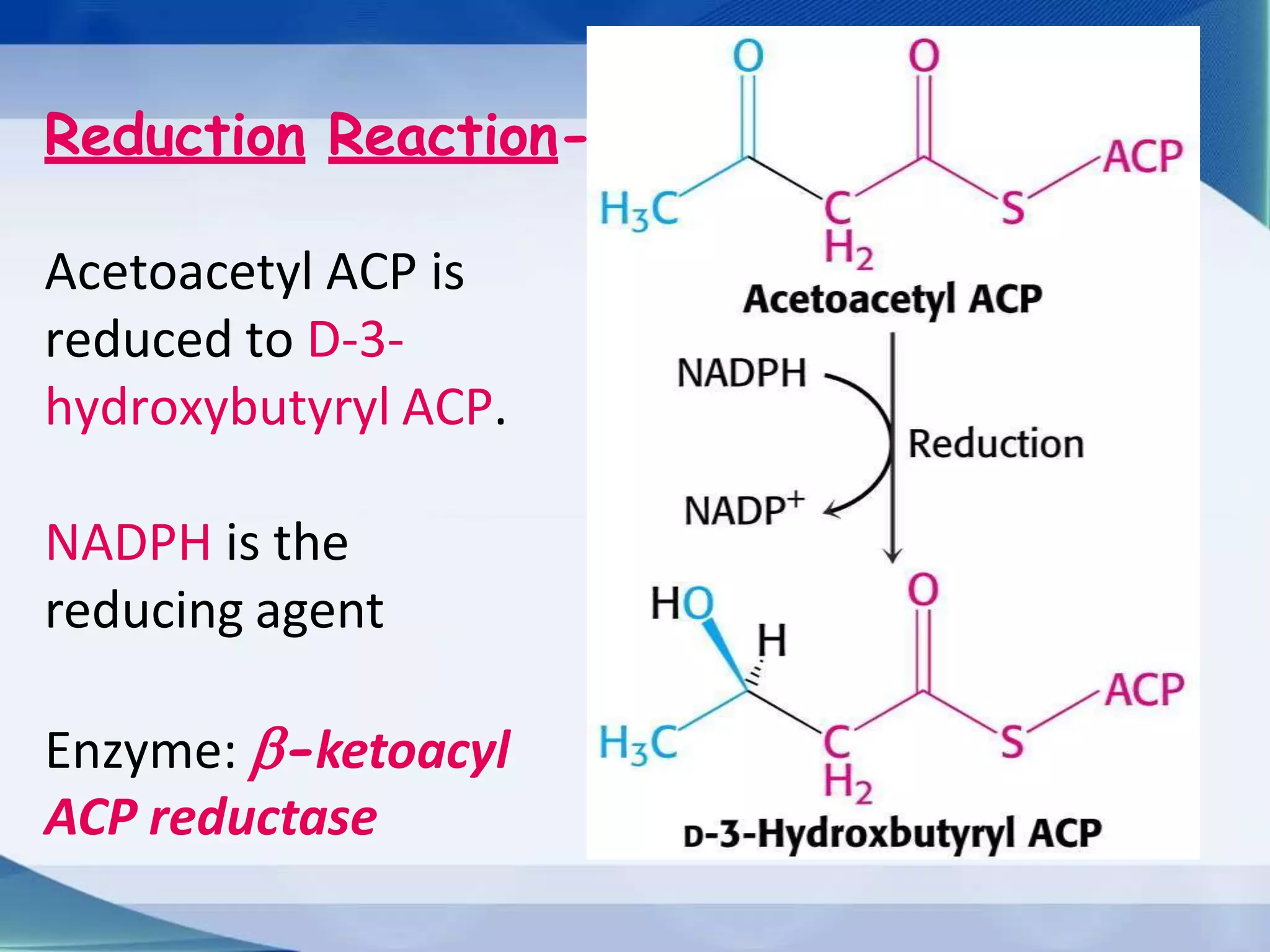 Biosynthesis of fatty acid and its oxidation | PPTX