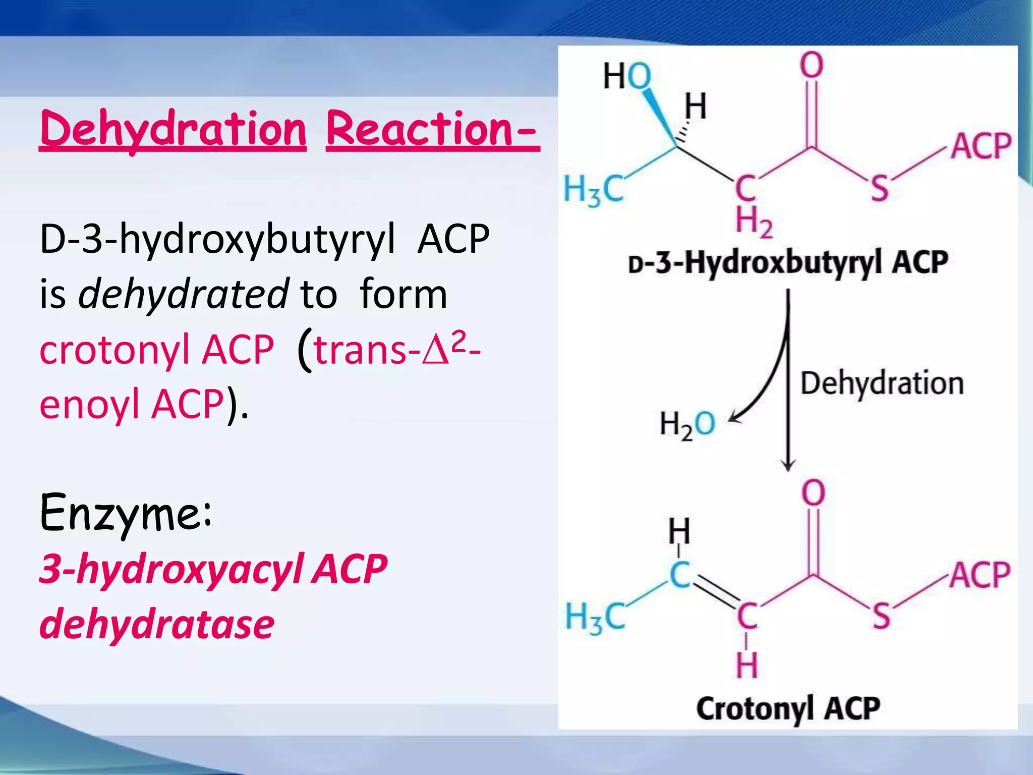 Biosynthesis of fatty acid and its oxidation | PPTX