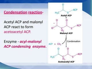 Biosynthesis of fatty acid and its oxidation | PPT