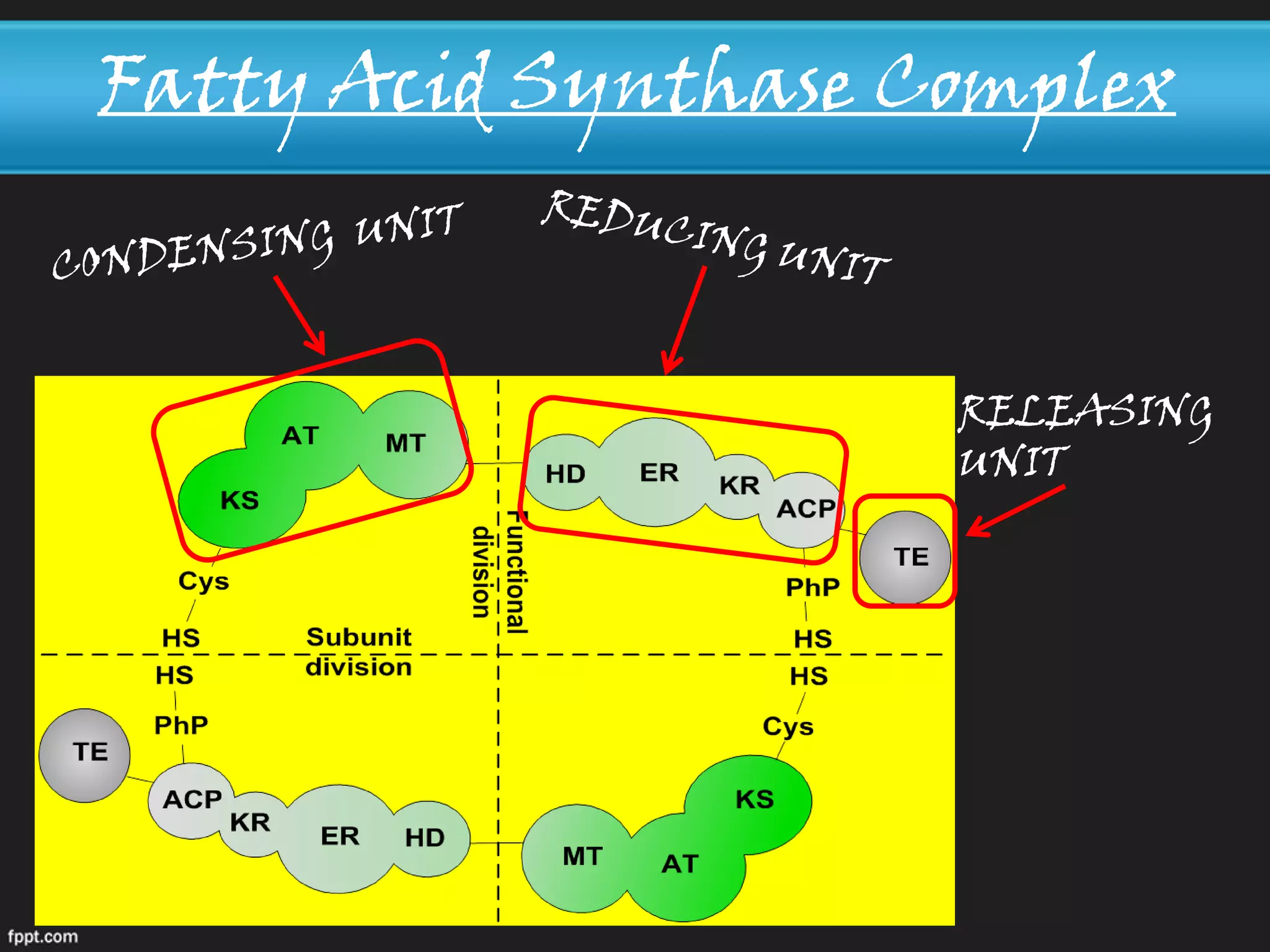 Biosynthesis of fatty acids | PDF