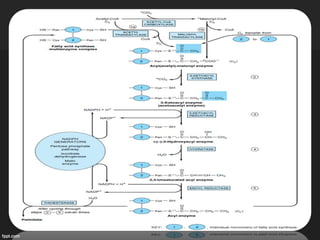 Biosynthesis of fatty acids | PDF