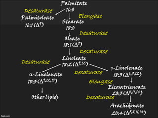 Biosynthesis of fatty acids | PDF