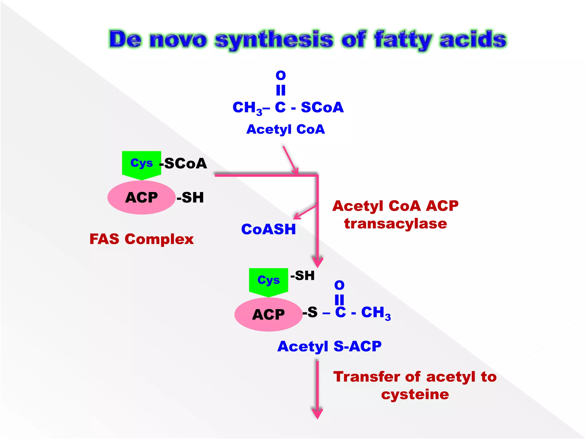 biosynthesis of fatty acids.pptx