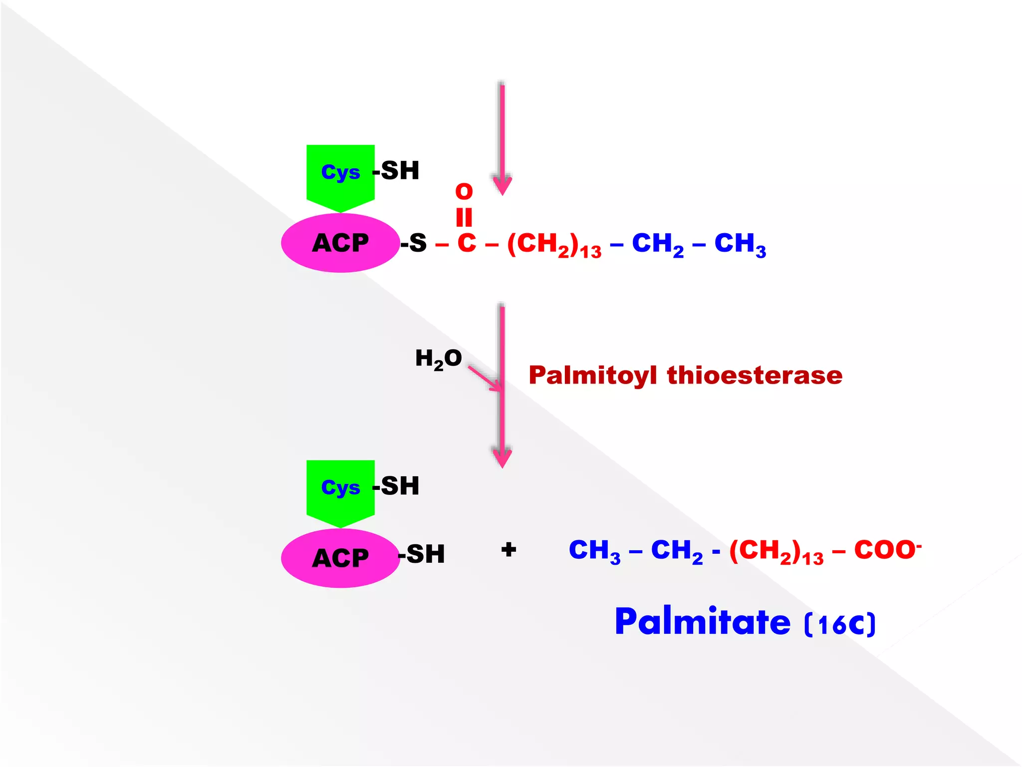 biosynthesis of fatty acids.pptx