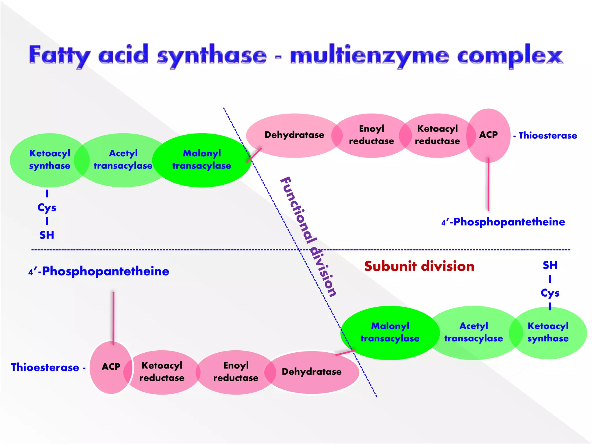 biosynthesis of fatty acids.pptx