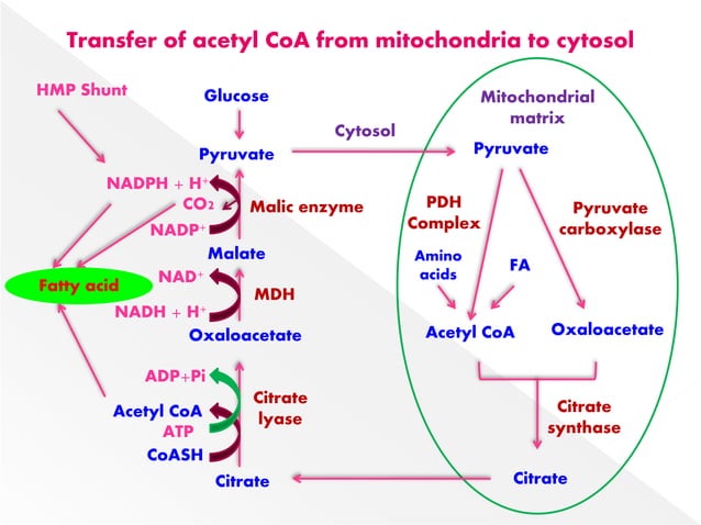 biosynthesis of fatty acids.pptx