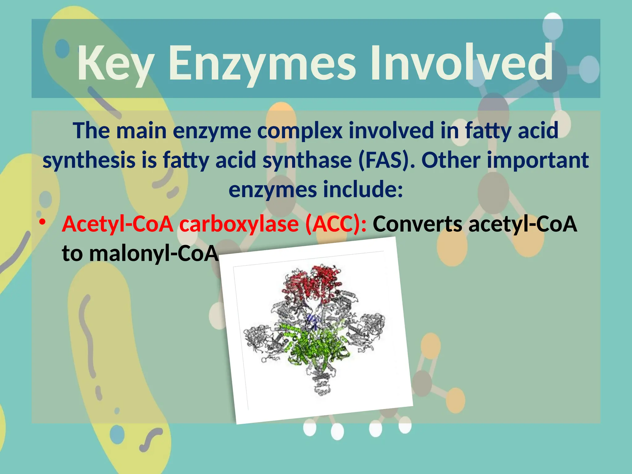 "Biosynthesis of Fatty Acids: Pathways and Mechanisms" | PPTX