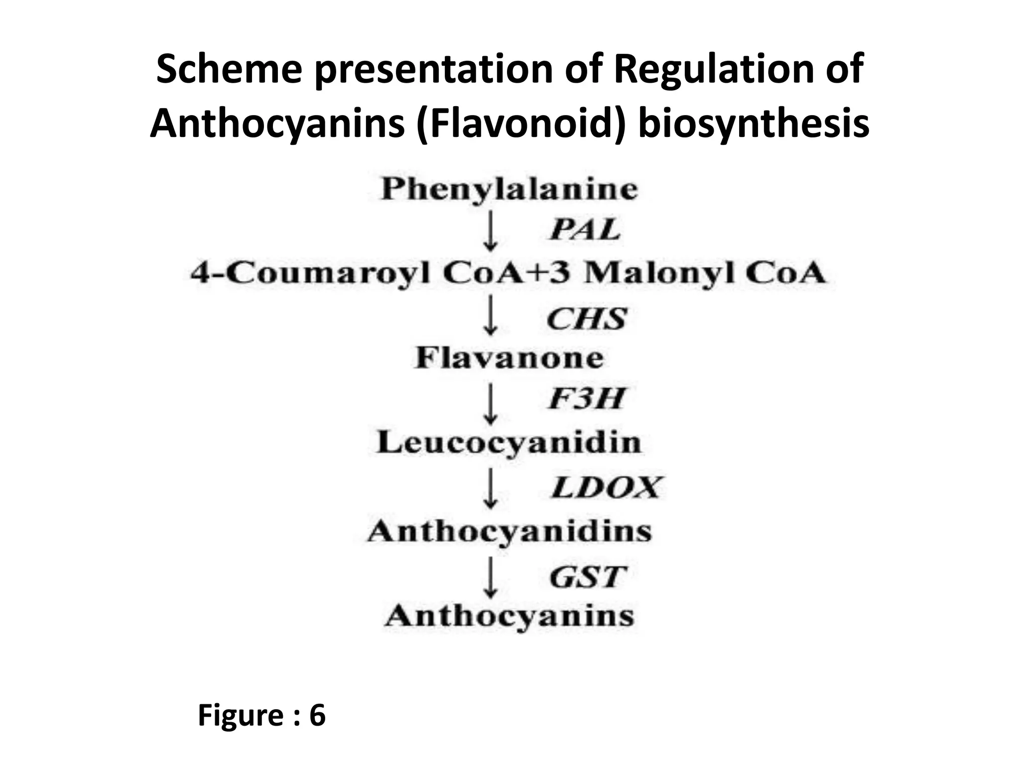 Biosynthesis of flavonoids | PPTX